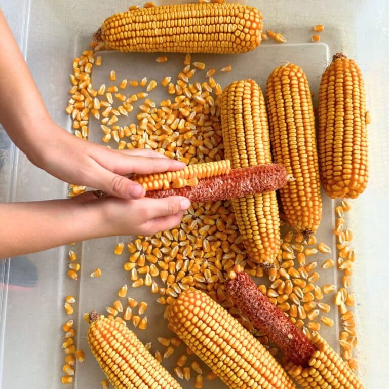Easy Corn Sensory Bin for Fall Harvest & Farm Themes - Simply Full of ...